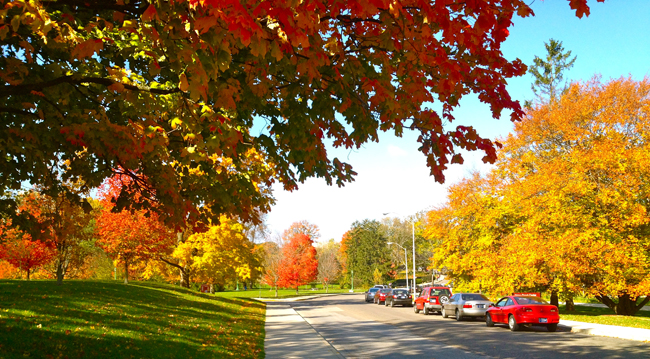 The Best Places to See Colorful Fall Leaves in Bloomington and Beyond ...