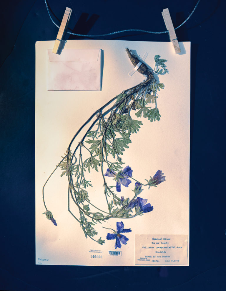 Digitization to Take IU’s Massive Herbarium Collection Into Modern Era ...