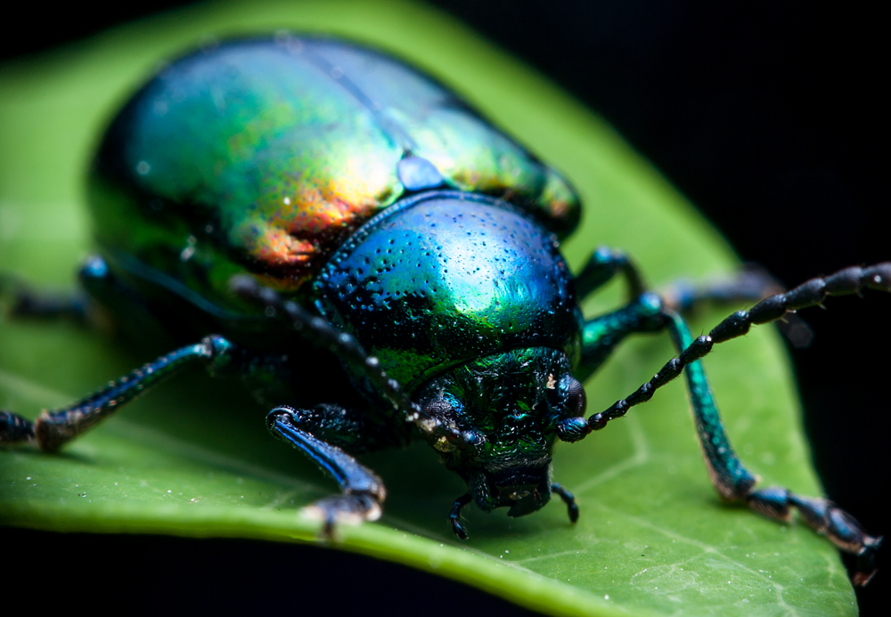 Bloom's Greatest Hits: The Bugs of Bloomington - Bloom Magazine