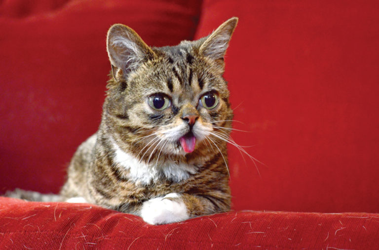 Lil Bub—Still Going Strong & Starring in a New Movie! | Bloom Magazine