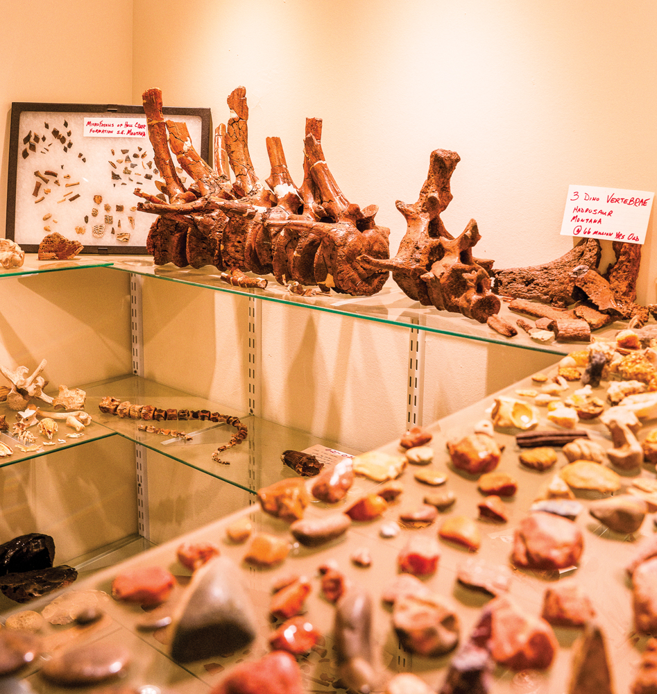 Adventures of a Passionate Paleontologist - Bloom Magazine